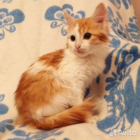 Мия в добрые руки, 2,5 месяйа