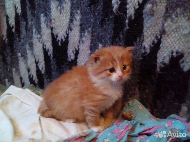 Рыженький котенок в добрые руки