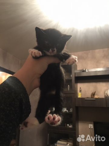 Отдам котёнка