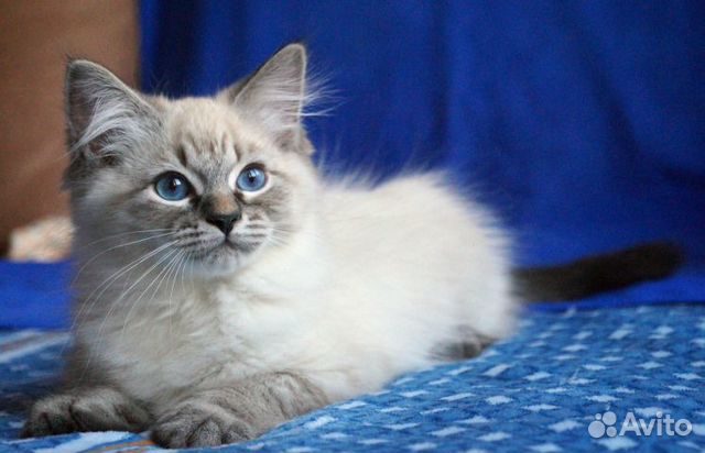 Невские маскарадные котята