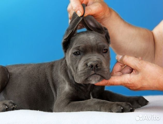 Феррари - серая красотка кане корсо