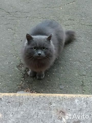 Серая,очень пушистая,бывшедомашняя кошка