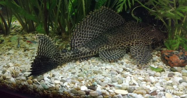 Отдам парчового птеригоплихта 30 см