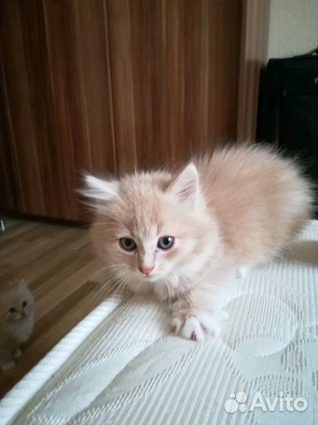 Котята