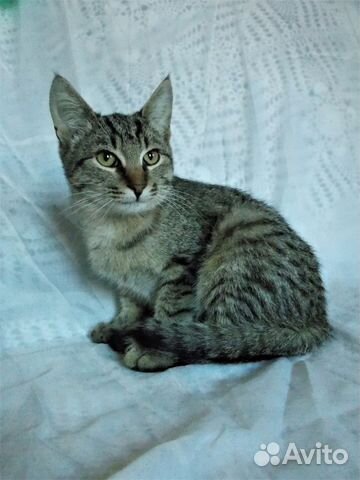 Мини-рысь. Котенок Рысик, 5 месяцев, для вас