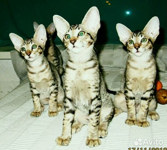 ORI клубные с документами