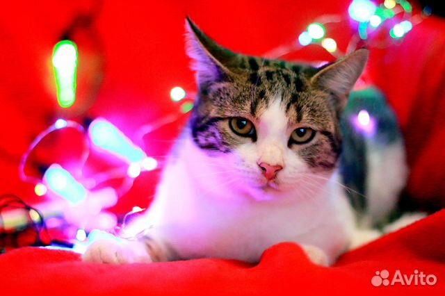 Котенок Мася ищет семью