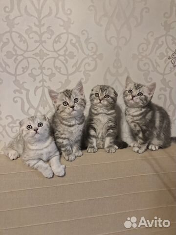 Шотландские котята