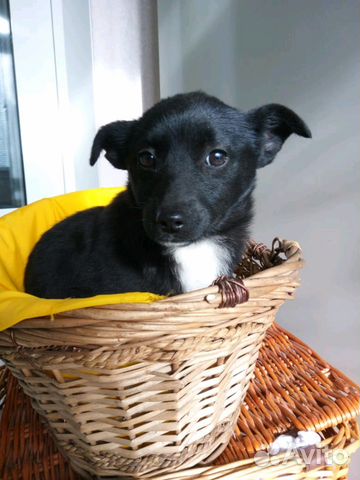 Маленькие щенули,будут маленькими всегда