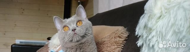 Эксклюзивная кошечка в добрые руки