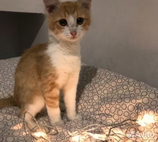Котёнок