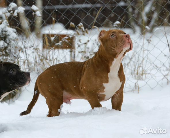 Американский булли шоколадный мальчик