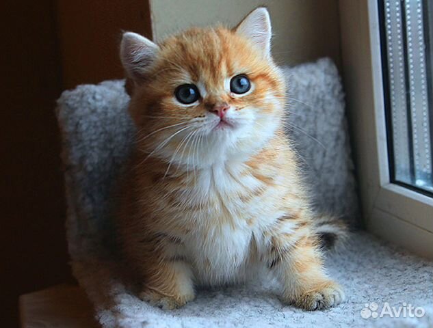 Золотая шиншила Ярик