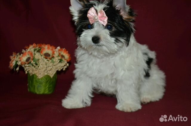 Очень красивые щенки Бивера