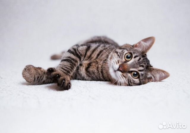 Котик котенок 7 месяцев