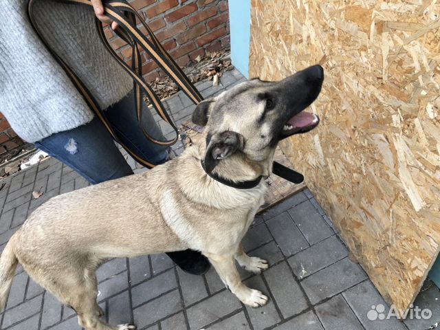 Ласковый пёс Джек ищет дом)