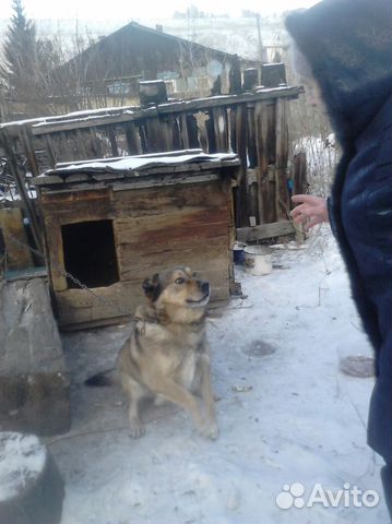Собака сторожевая 5 лет