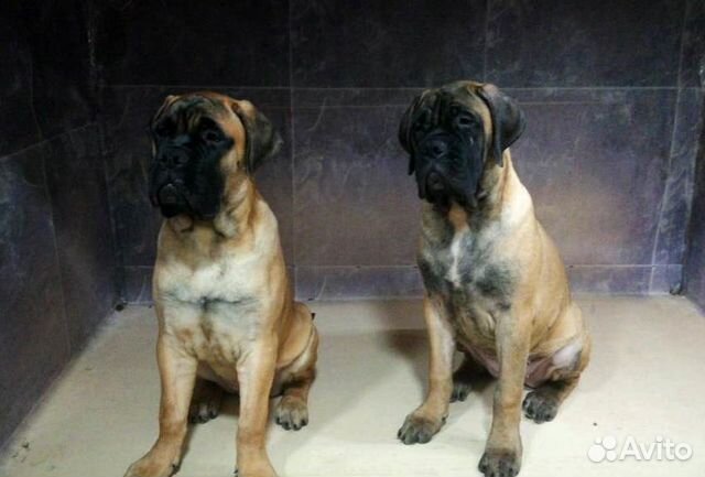2 щенка бульмастифа, девочки