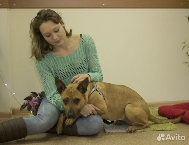 Отдам метиса с питбулем сука