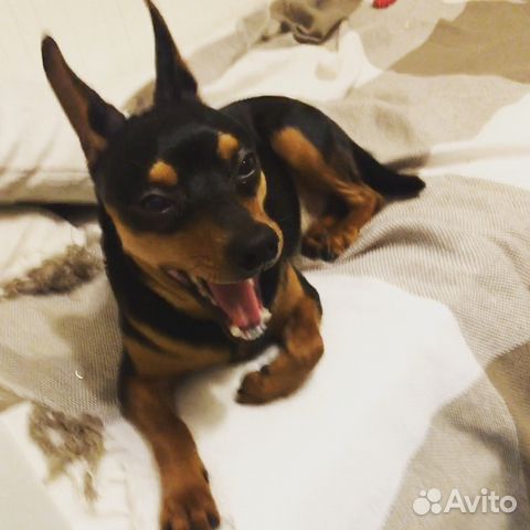 Цвергпинчер вязка