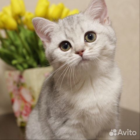 Британская кошечка