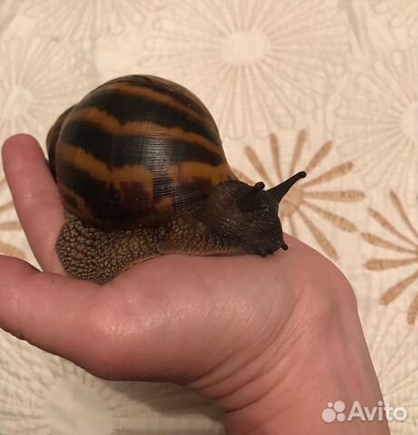 Улитка ахатина 12 см