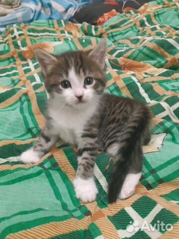 Котенок девочка