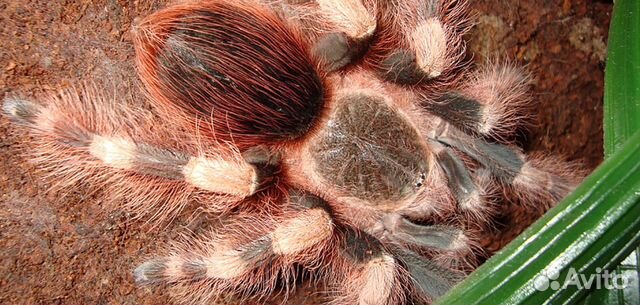 Птицеед Nhandu Coloratovillosus 7l