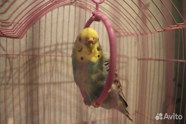 Канарейка девочка возраст 3 - 4 года