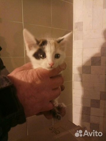 Котята