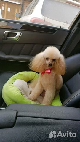 Вязка Той пудель персиковый ищет невесту