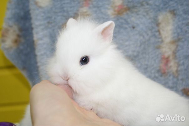 Ручные карликовые кролики с прививками