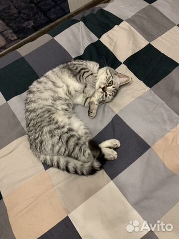 Котенок 4 месяца