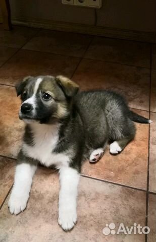 В добрые руки