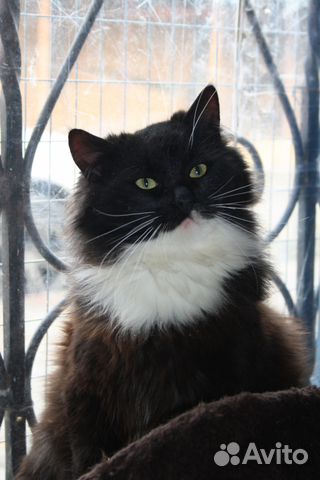 Котенок Милош ищет дом