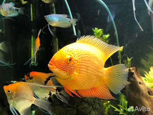 Отдам или поменяю Северум красноточечный