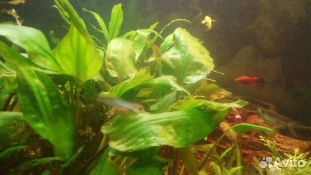 Продам аквариум