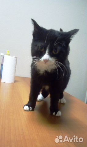 Маленький Маркиз ищет заботливую семью