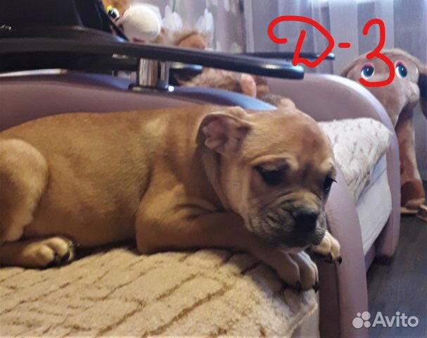 Щенки Ка Де Бо