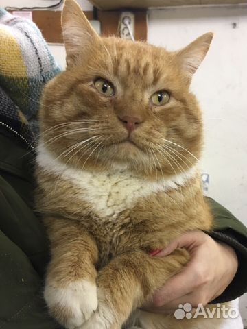 Котик в дар
