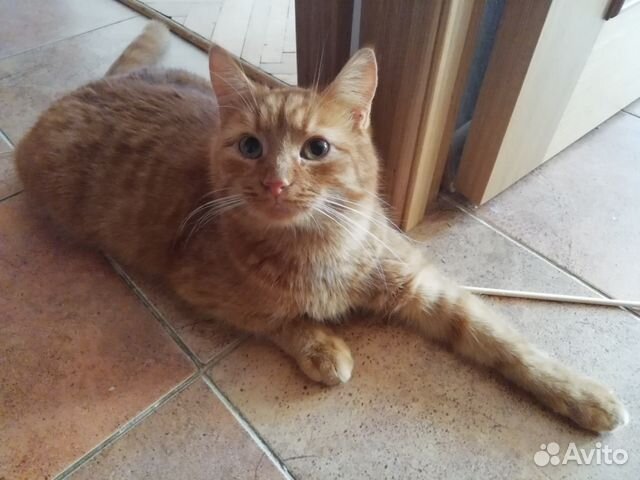 Котик Цезарь ищет маму