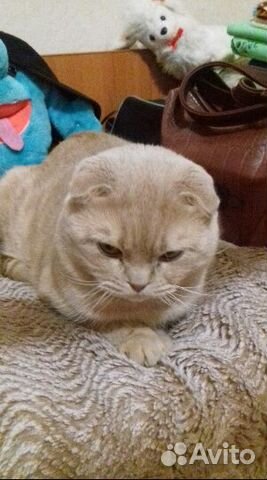 Продам кота редкого окраса