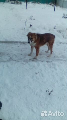 Красавицу Герду в дар