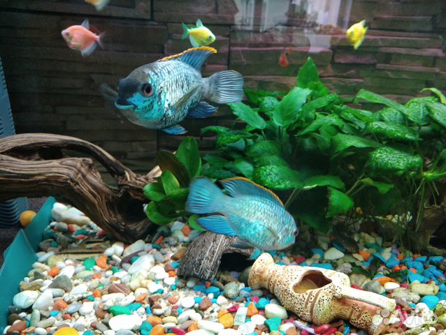 Наннакара блю