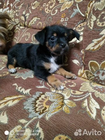 Щенята в хорошие руки