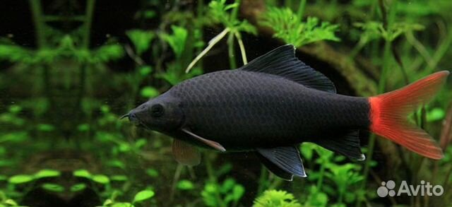 Лабео двухцветный в дар