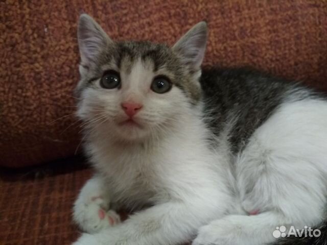 Котенок-мальчик Грэй в добрые руки