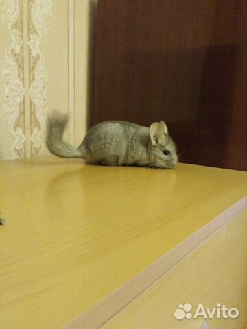 Продам шиншилленка