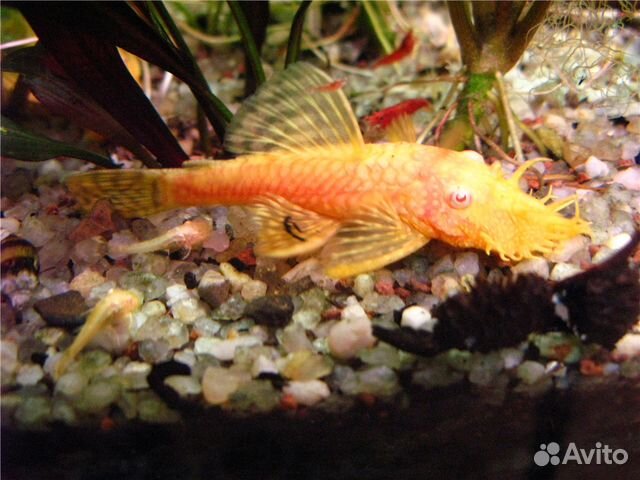 Нерестящияся пары золотых анциструсов