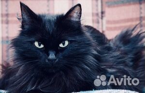 Турецкая ангора